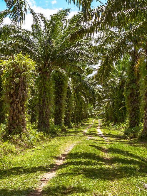 Croisières Tamatave: prix et destinations | Costa Croisières